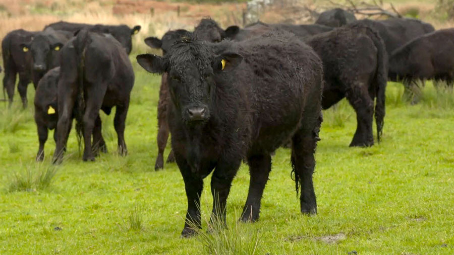 Video: Return of native beef breed benefits Welsh farm - Farmers Weekly