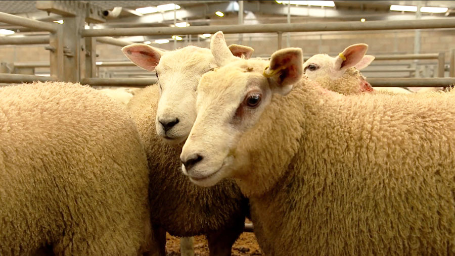Video: Tough times for sheep farmers at Welshpool market - Farmers Weekly