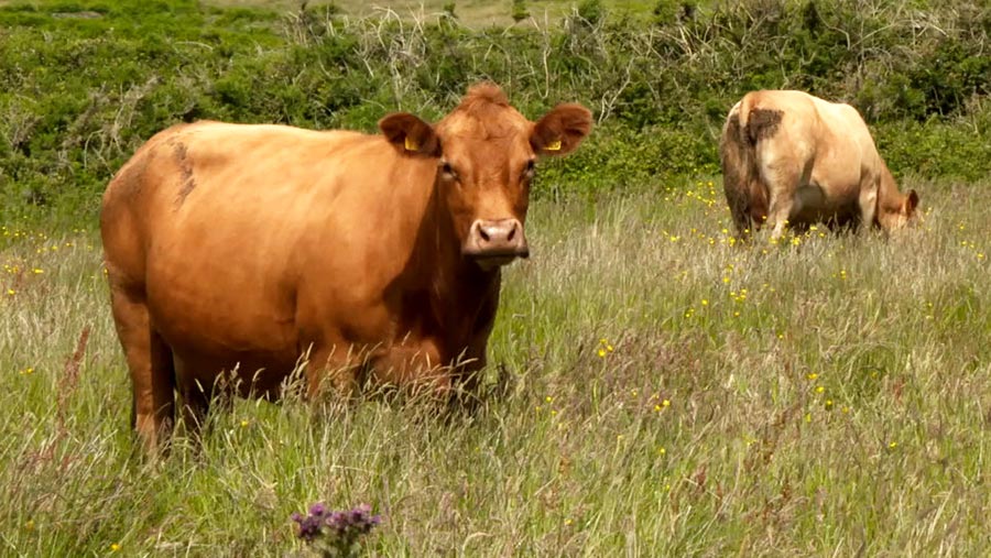 Video: What it's like to farm on a small island - Farmers Weekly