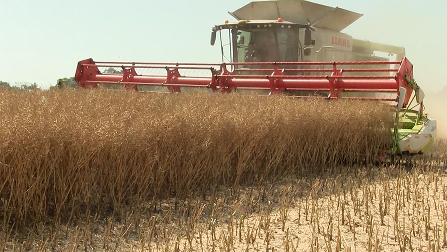 Video: Harvesting OSR on the hottest day of the year - Farmers Weekly