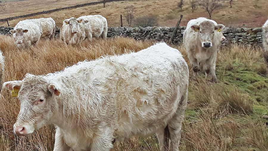 Are Rare Breed Native Cattle Set For A Resurgence In The UK Farmers are-rare-breed-native-cattle-set-for-a-resurgence-in-the-uk-farmers
