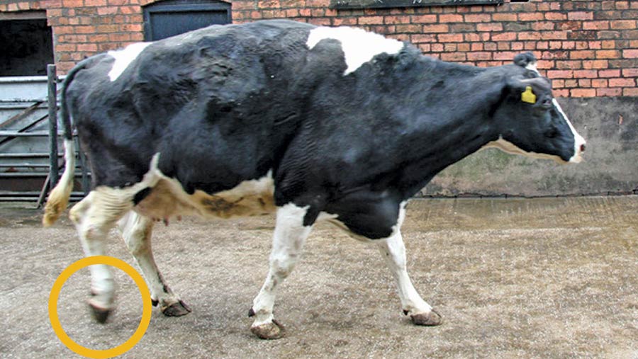 Step by step Guide To Identifying And Treating Lame Cows Farmers Weekly Step by step Guide To Identifying And Treating Lame Cows Farmers Weekly