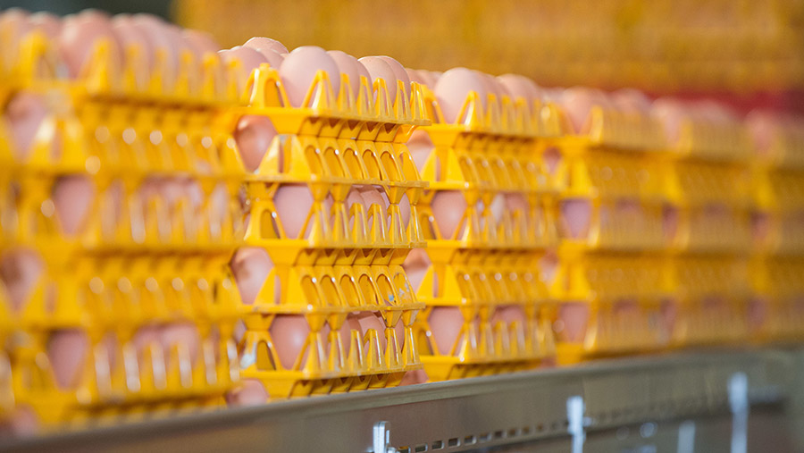 5 insights on the free-range egg sector's biggest challenges - Farmers ...