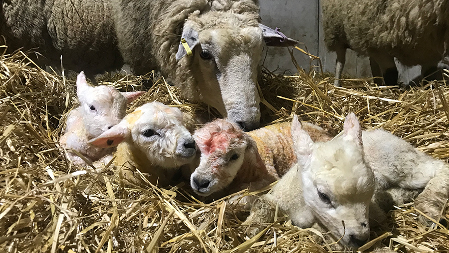 Farmlife Farmed: 11 photos of 2020 lambing season so far - Farmers Weekly