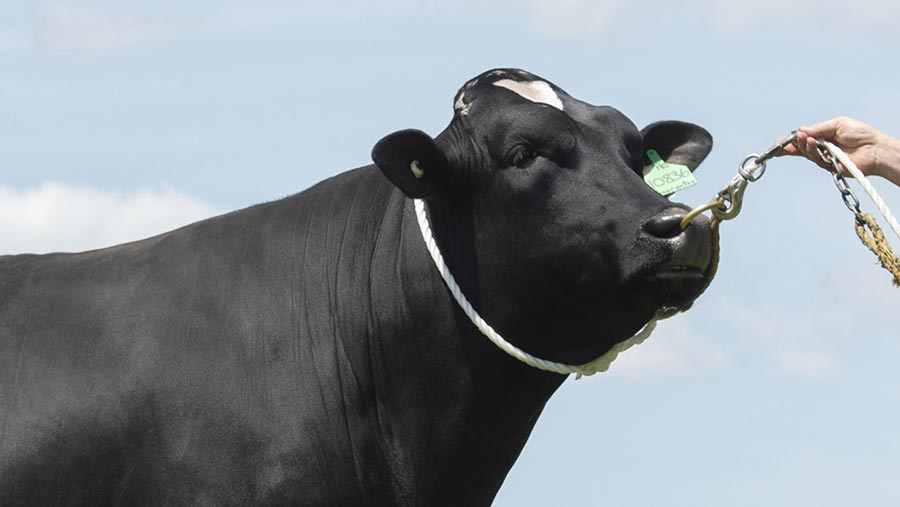 April bull proofs: Holstein rankings see new number one - Farmers Weekly