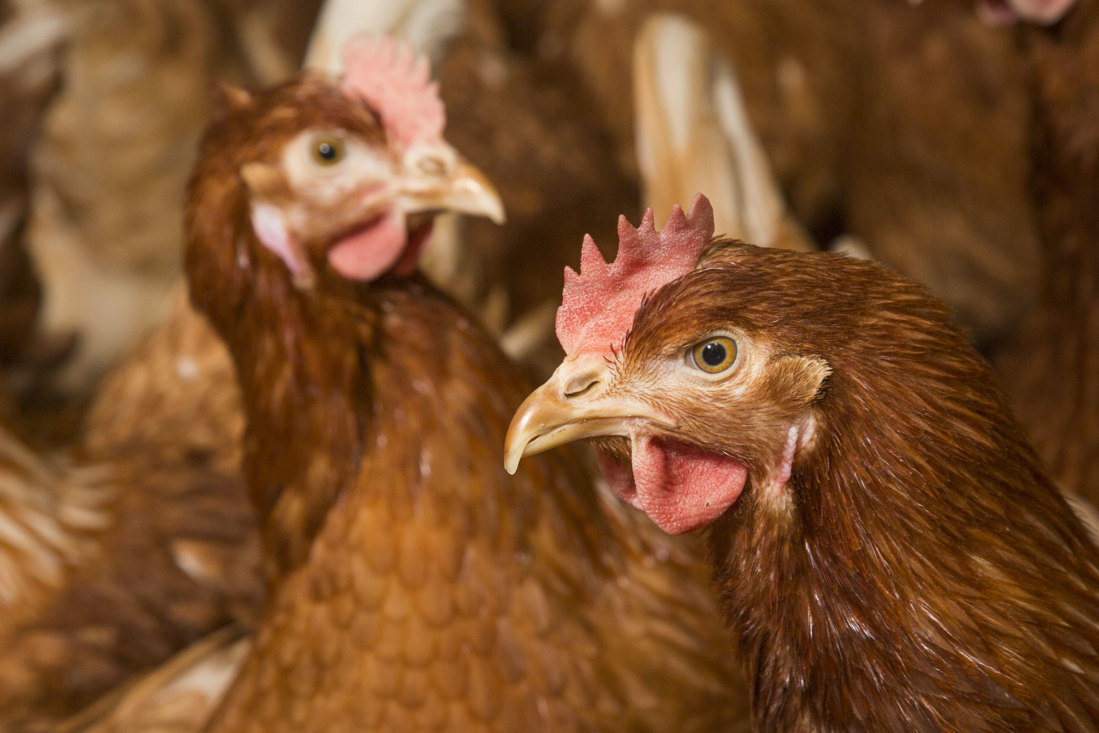 Morrisons to bring forward cage free commitment - Farmers Weekly