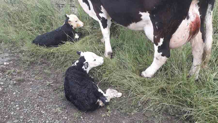 25-year-old cow has twins on Somerset farm - Farmers Weekly