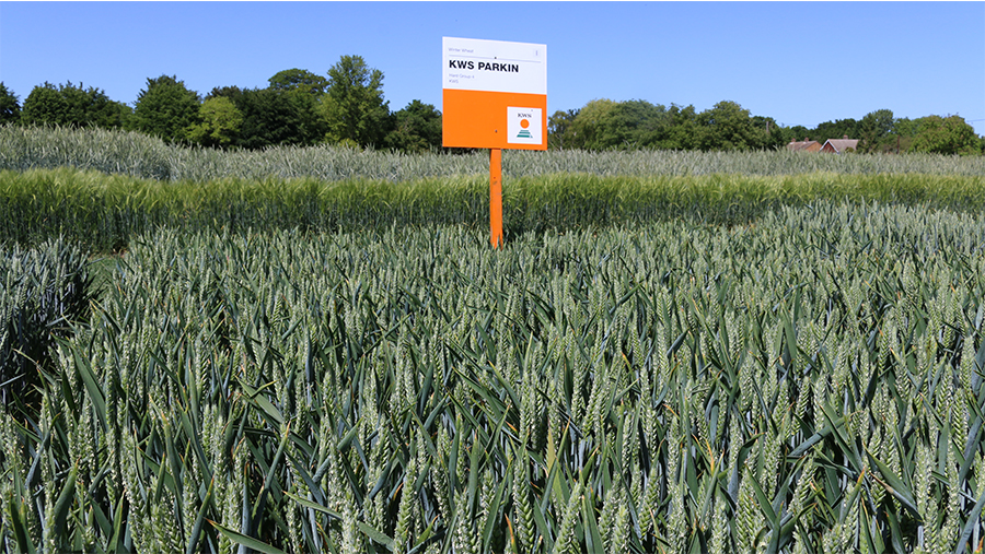 KWS Parkin – a small but mighty wheat variety - Farmers Weekly