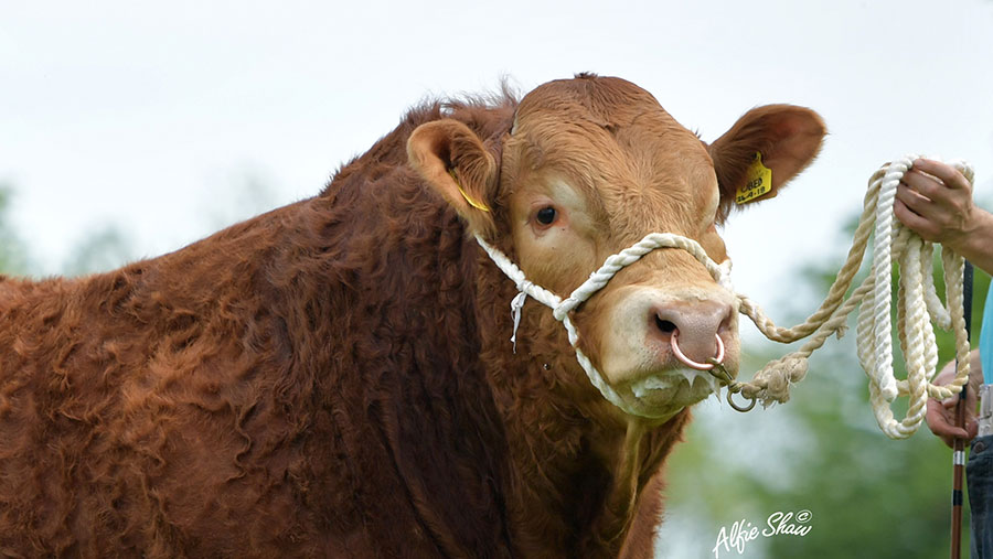 Limousin bull sets new centre record at Ballymena - Farmers Weekly