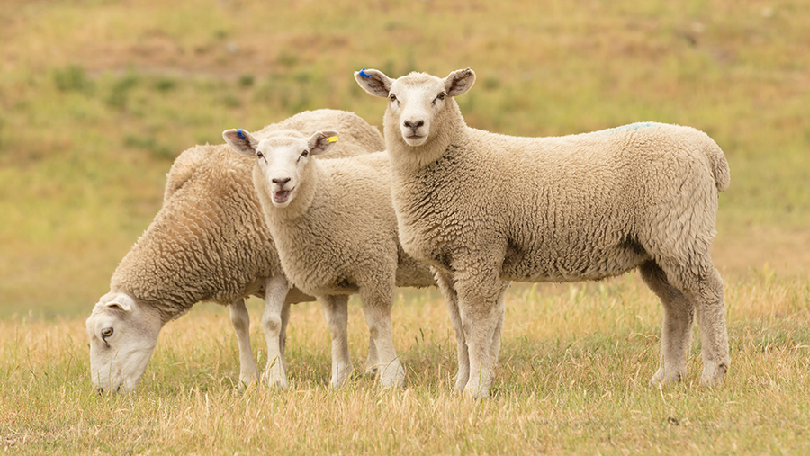 What is liver fluke and why is it such a problem? - Farmers Weekly