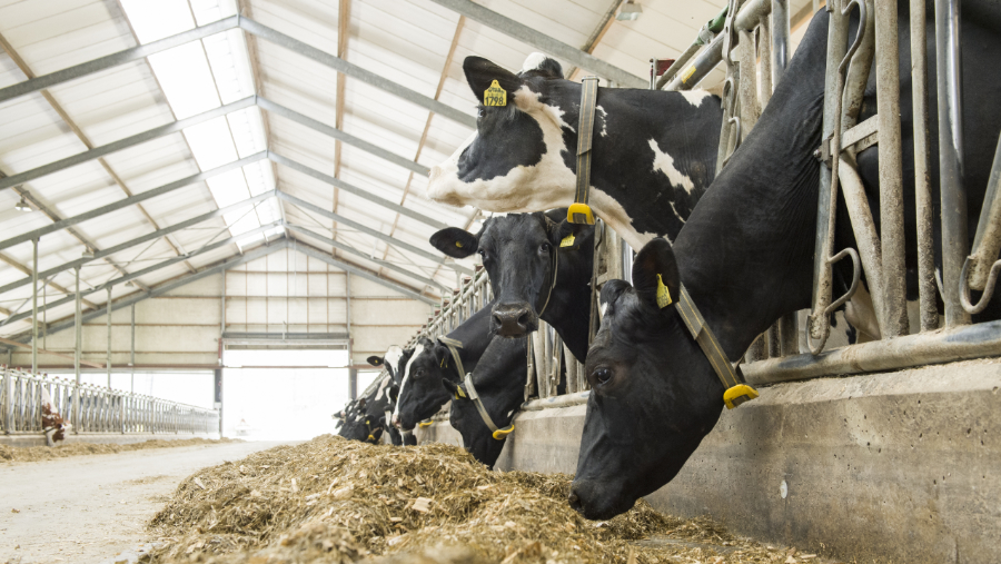 How to detect nutrition changes before cow performance losses - Farmers ...