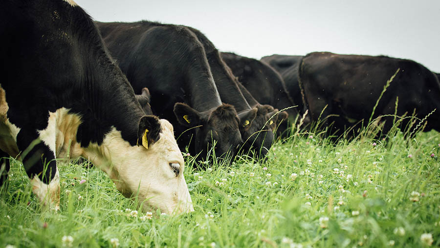 Swing into spring - cattle tags, electric fencing and feeders - Farmers ...