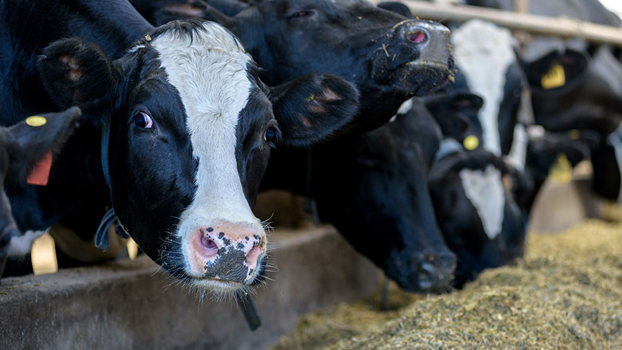 Soaring feed prices risk losses for milk and meat sectors - Farmers Weekly