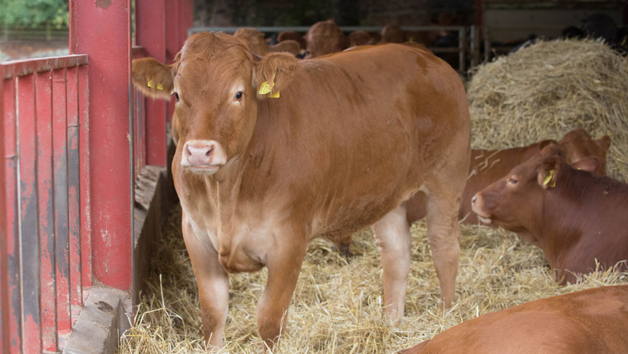 £40m Scottish suckler beef support scheme payments under way - Farmers ...