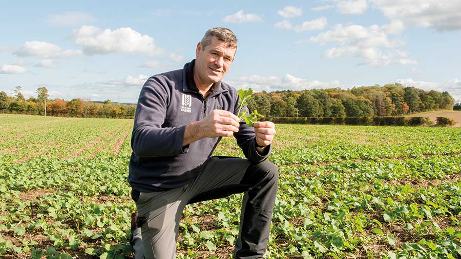 Farmer Focus: Pea planting driven by factory freezing capacity ...