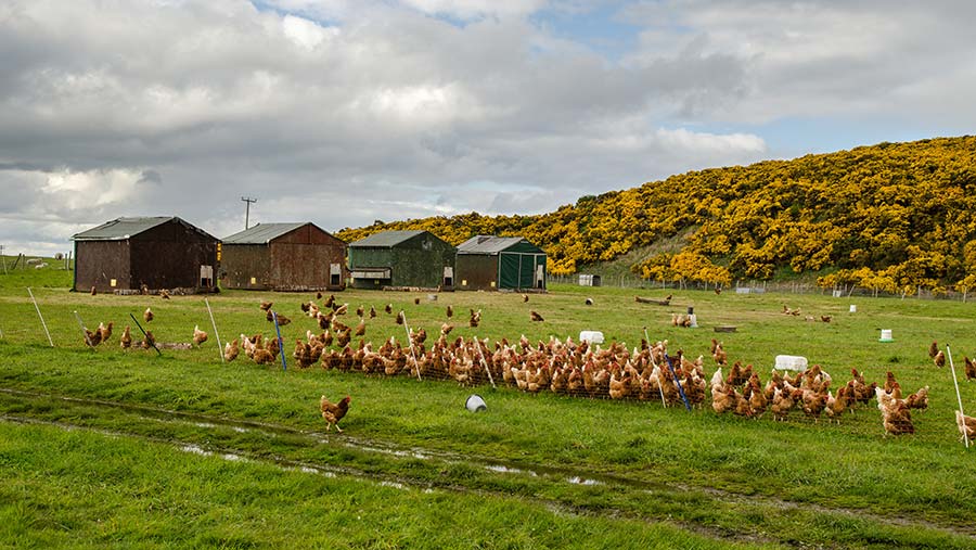 Scottish income gains held back by input costs - Farmers Weekly