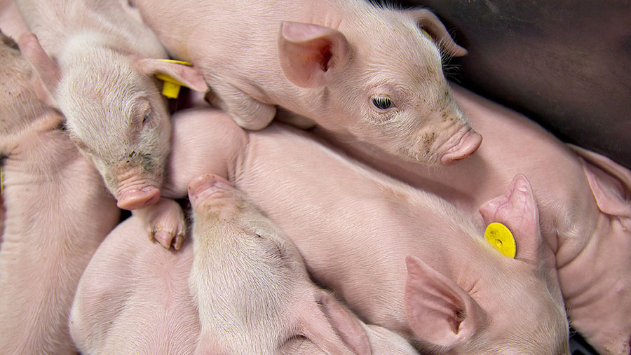 Free testing available for post-weaning diarrhoea in piglets - Farmers ...