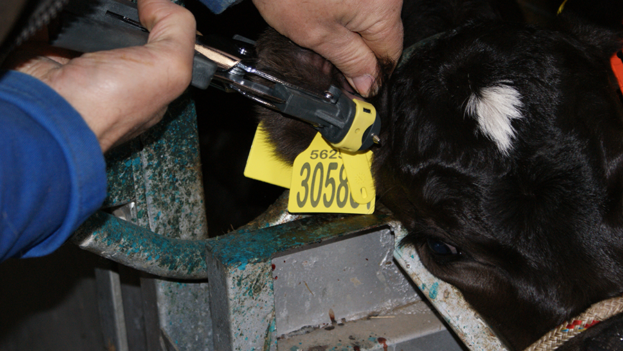 Tissue tagging top tips for BVD control - Farmers Weekly
