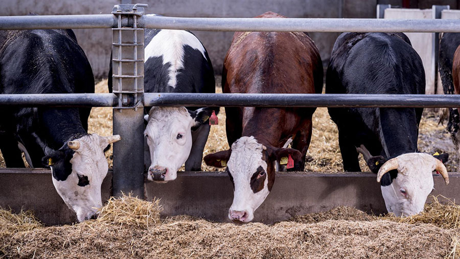 Video: Finisher gives tips on selecting cattle for slaughter - Farmers ...