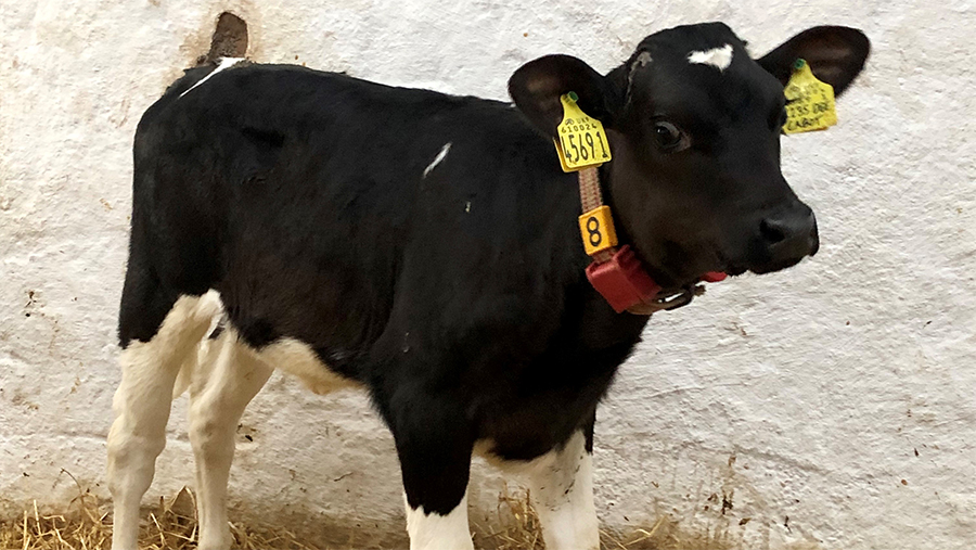 Nine Northern Ireland heifers in top 20 of UK database - Farmers Weekly