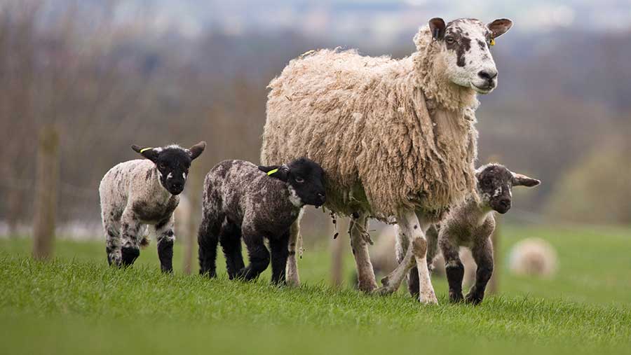 Herdwatch launches Flockwatch app for sheep farmers - Farmers Weekly