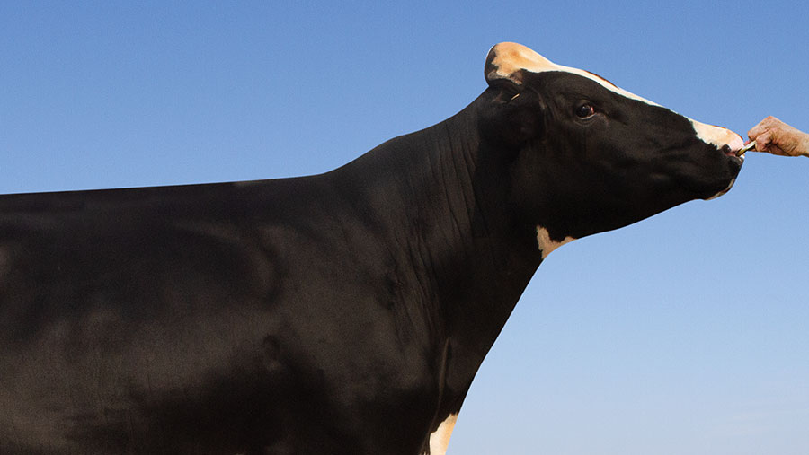 Dairy bull proofs: Captain reclaims top spot with PLI of £950 - Farmers ...
