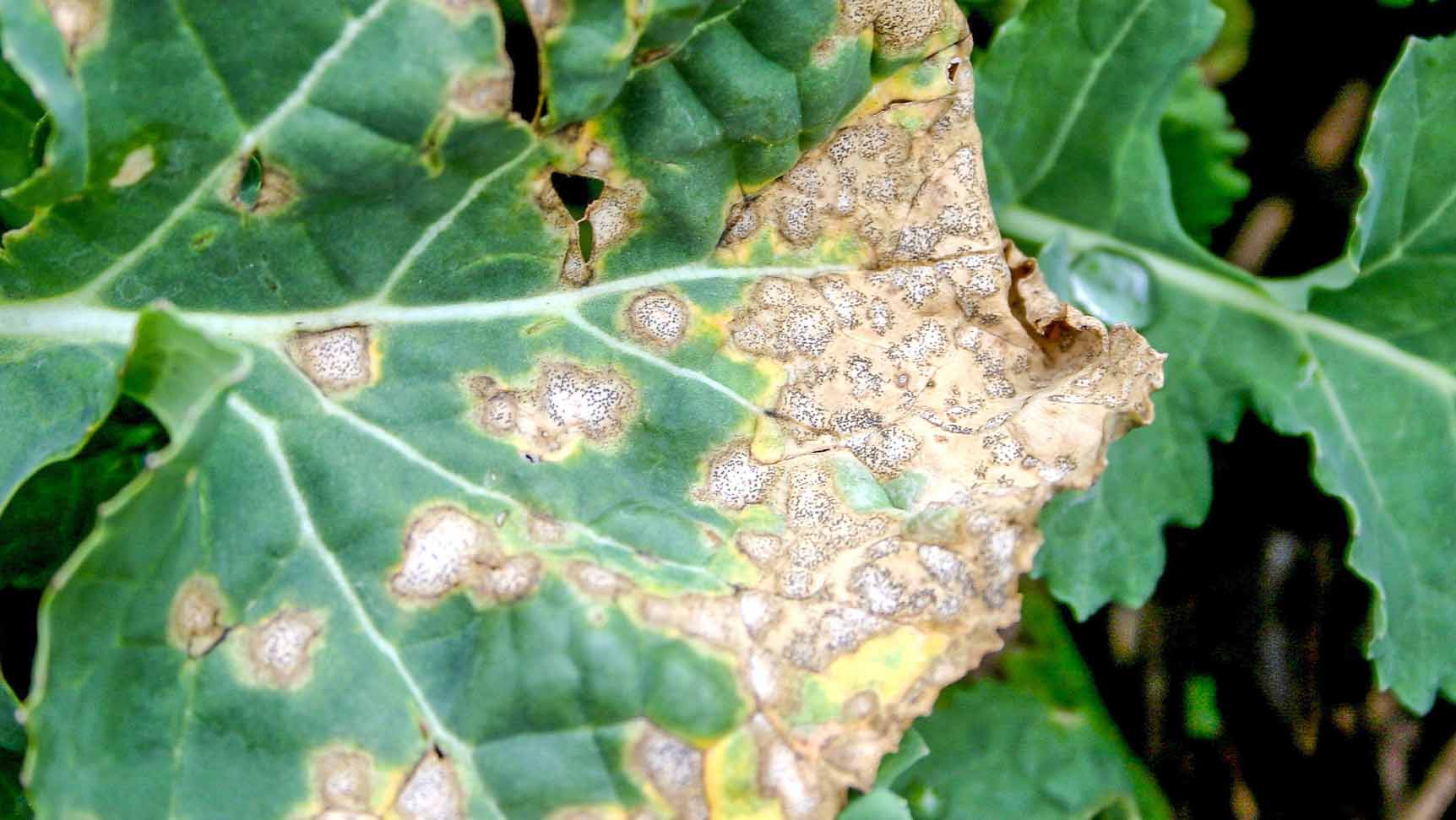 What OSR varieties with new phoma-resistance gene offer - Farmers Weekly