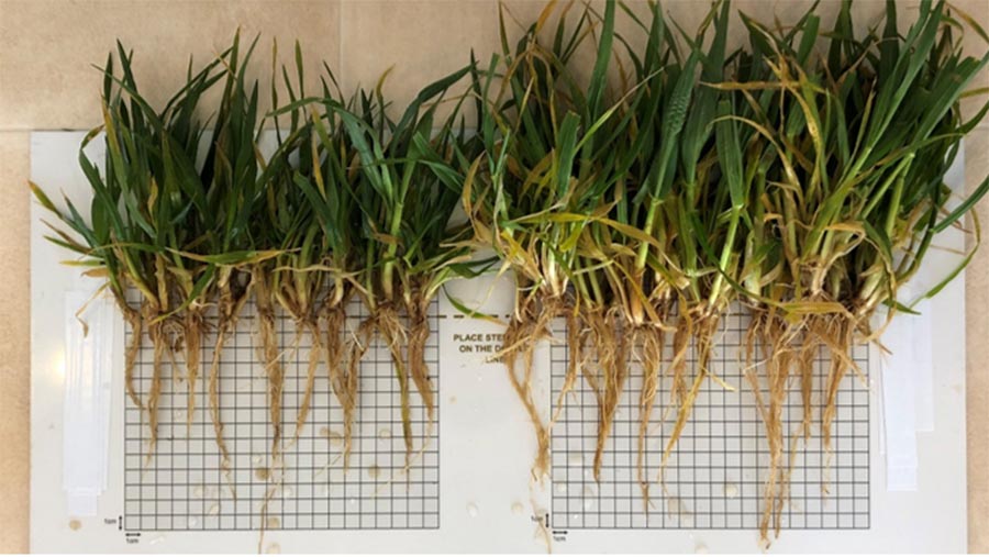 Root-boosting seed treatment is an attractive option this season ...