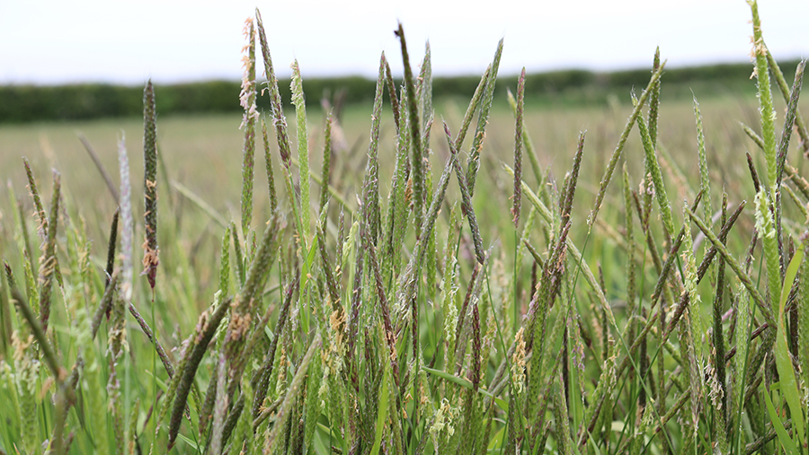 Grower turning the tide on blackgrass - Farmers Weekly