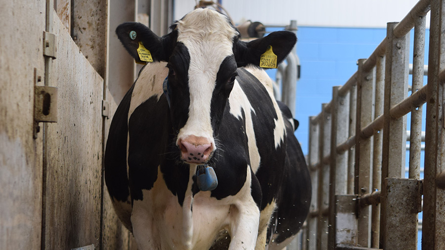 Simple steps to stamp out digital dermatitis in dairy herds - Farmers ...