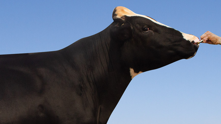 Bull proofs: Green credentials push Captain’s PLI above £1,000 ...