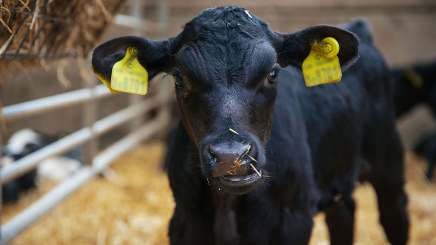 Gamechanger, creating a secure and sustainable beef industry - Farmers ...