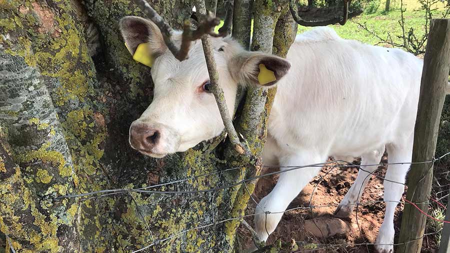Farmer uses handsaw to rescue calf stuck in tree - Farmers Weekly