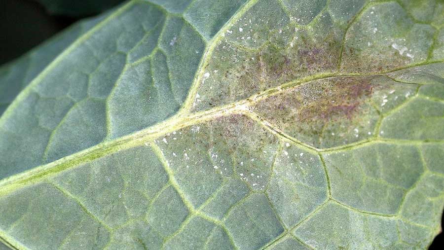 The relationship between rain and light leaf spot revealed - Farmers Weekly