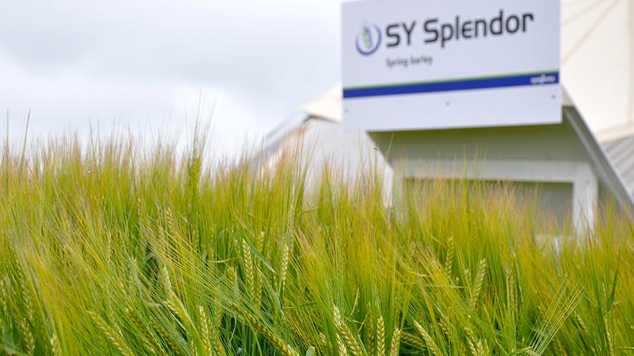 Splendor spring barley variety now aimed at feed market - Farmers Weekly