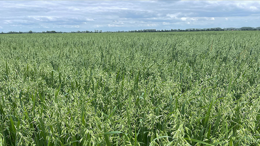 New spring oat variety attracts miller for 2023 - Farmers Weekly