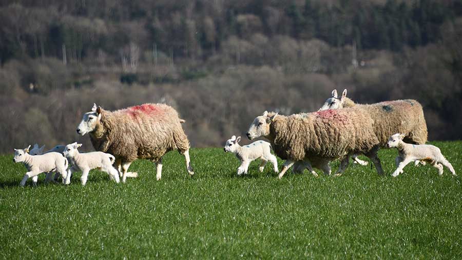 Preventative flock health management cuts antibiotic usage - Farmers Weekly