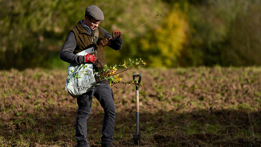 Embrace innovation on your farm with funded tree planting - Farmers Weekly