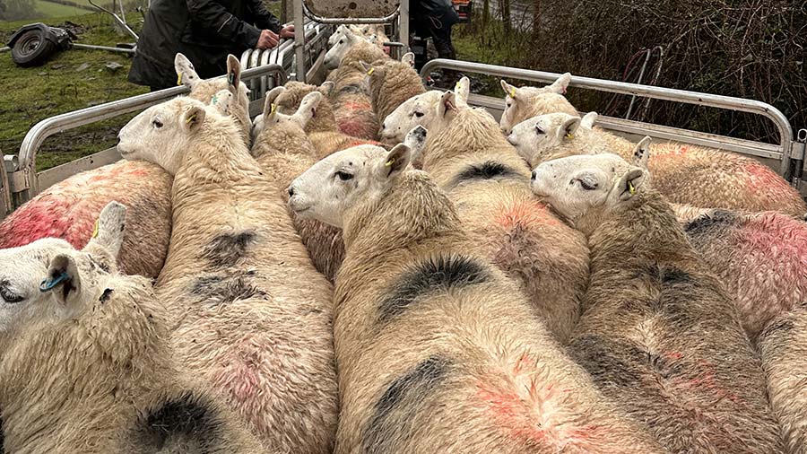 Photo of the Week: Ewe scanning looks promising - Farmers Weekly