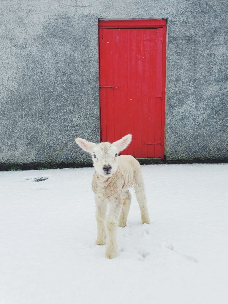 Photo of the Week: Lone lamb in the snow - Farmers Weekly