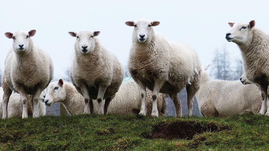 Upland beef and sheep farm aims for 30-hour week - Farmers Weekly