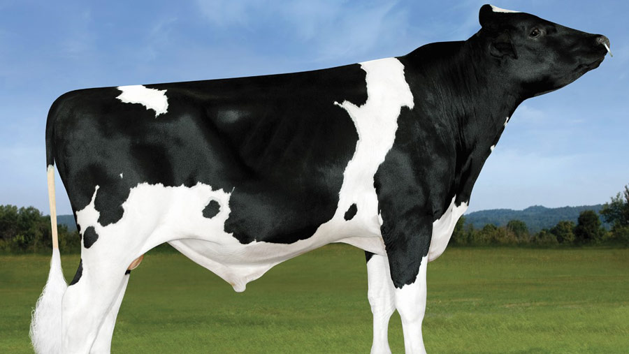 Why farmers should prepare for growing polled bull choice - Farmers Weekly