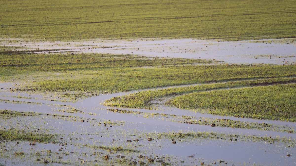 Autumn deluge floods crops and delays drills - Farmers Weekly