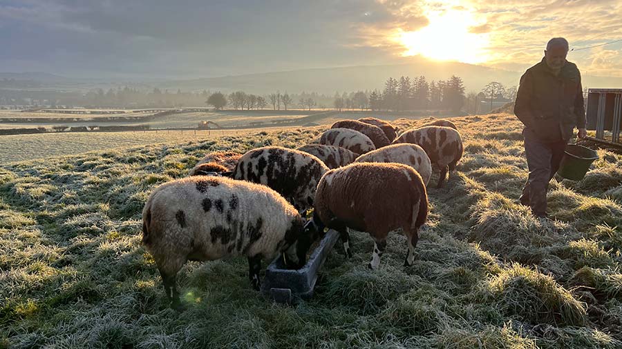 Photo of the Week: Feeding ewes on a frosty morning - Farmers Weekly