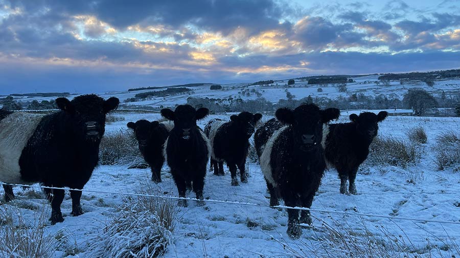 Photo of the Week: Belted Galloway pose in the snow - Farmers Weekly
