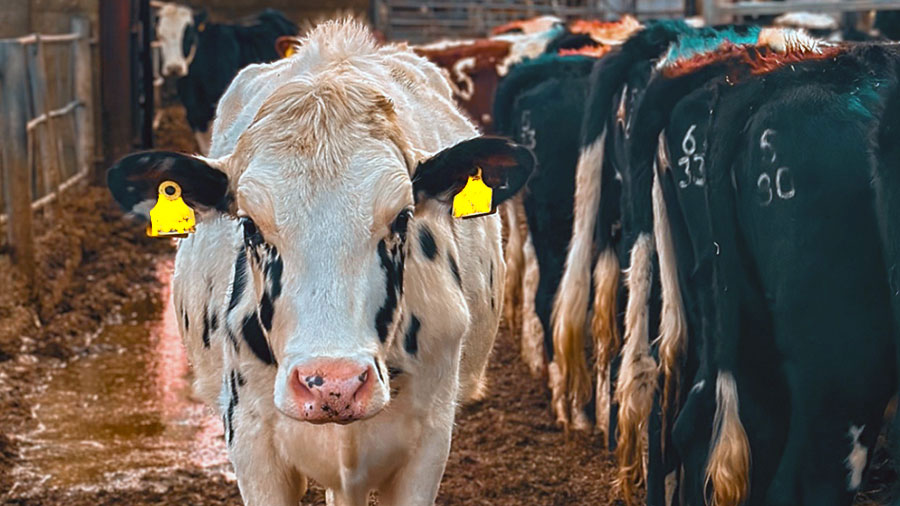 Photo of the week: Heifer at sunset - Farmers Weekly