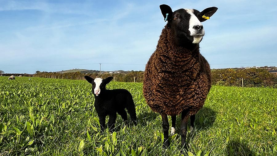 Photo of the Week: Proud mum shows off her Zwartble lamb - Farmers Weekly