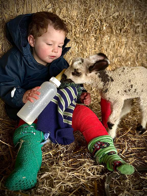 Photo of the Week: Newborn lamb comforts boy with broken leg - Farmers ...