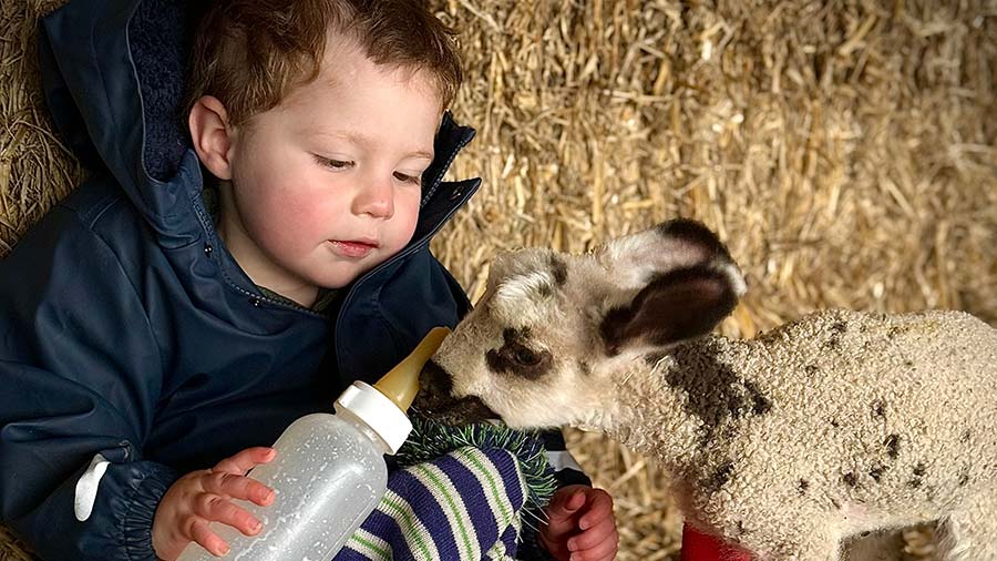 Photo of the Week: Newborn lamb comforts boy with broken leg - Farmers ...