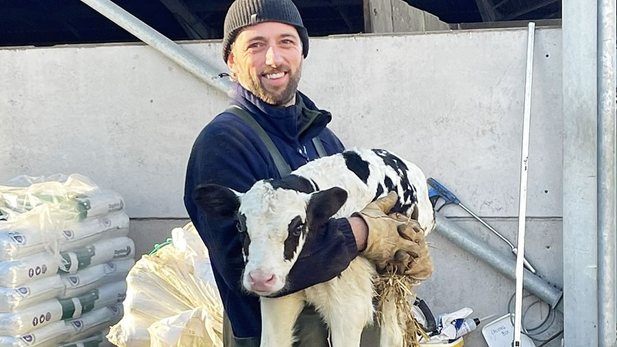 Photo of the Week: Holstein calf gets helping hand - Farmers Weekly
